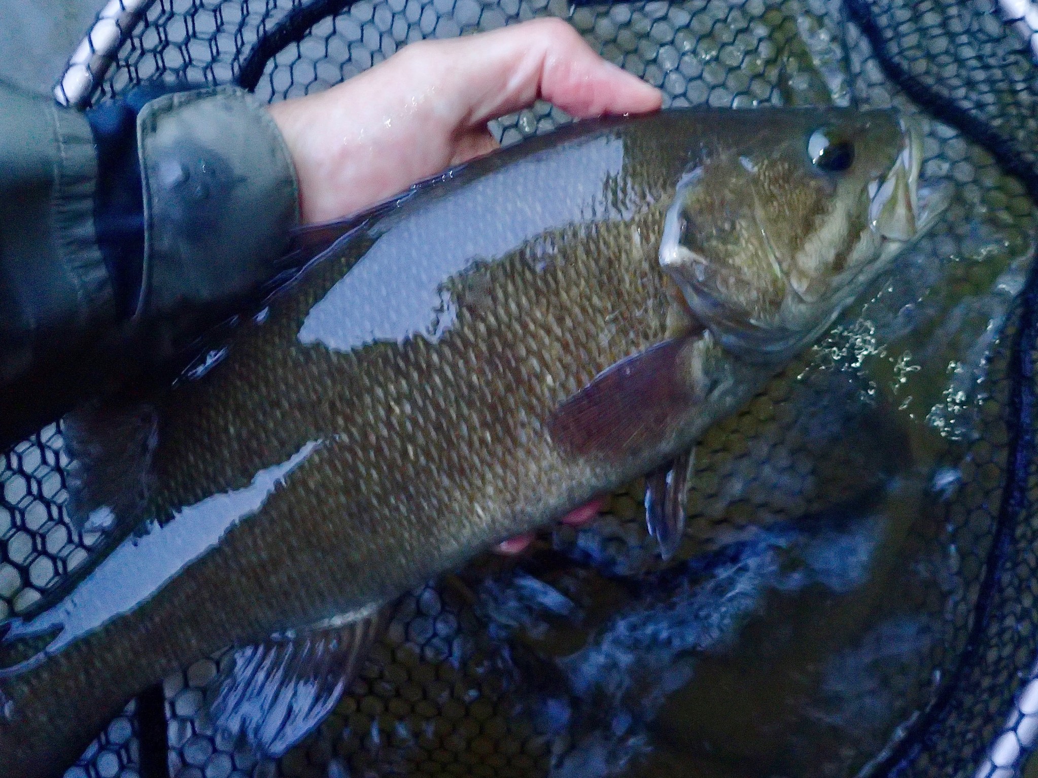 currentseams.com « Steve Culton's fly fishing and fly tying articles ...